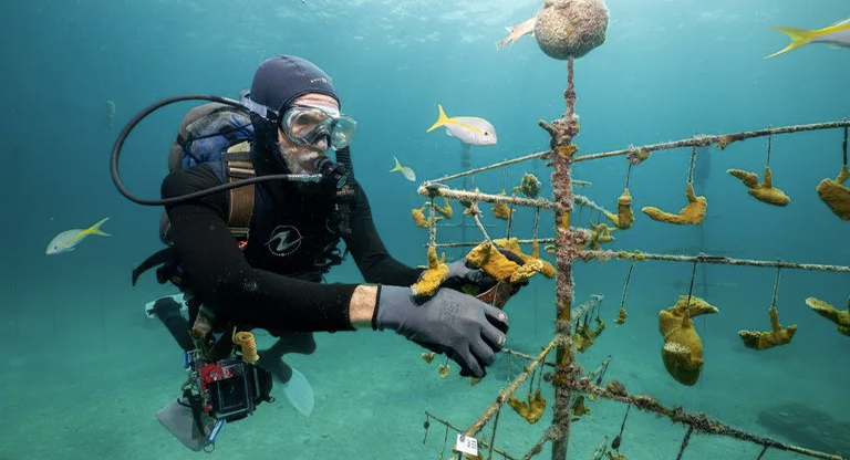 La ola calor marina y una medida desesperada para salvar los corales: sacarlos del océano – La ...